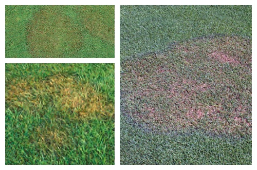Brown Patch Fungus Identification | What Does Brown Patch Look Like
