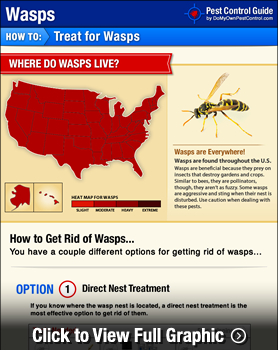 How to Get Rid of & Kill Wasps - Wasp Nest Removal & Control