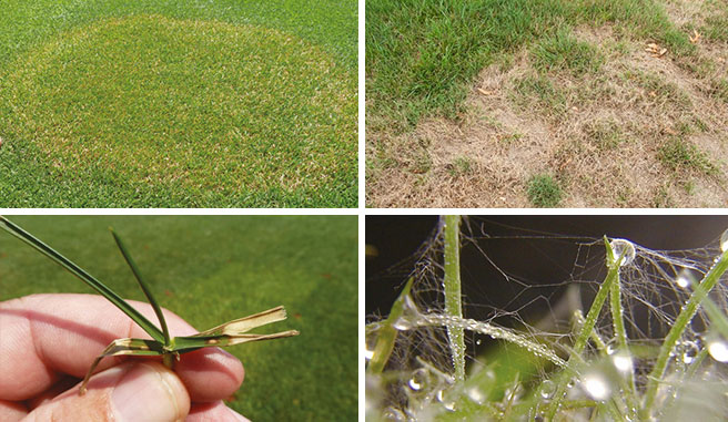 Brown Patch Fungus Identification | What Does Brown Patch Look Like