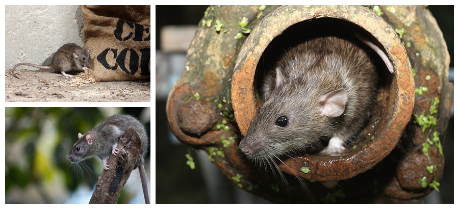 Rat Identification - Rat Anatomy & Life Cycle