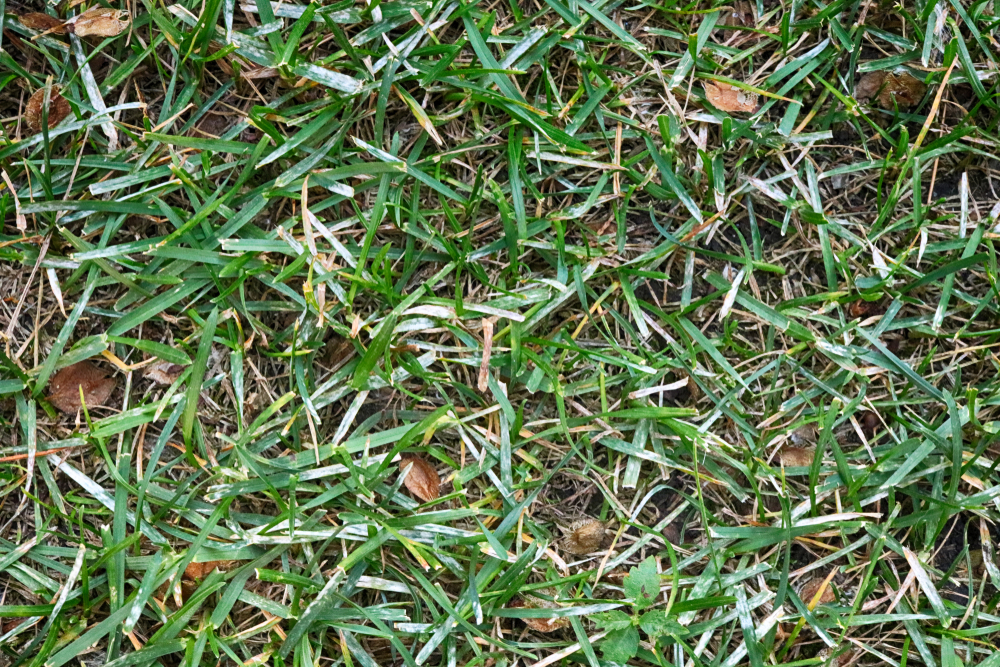 Powdery Mildew on Lawns - Important Things to Know