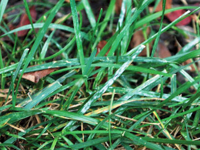 Powdery Mildew Disease Lawn Inspection Guide
