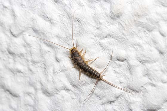 What Do Silverfish Look Like | Silverfish Identification Guide