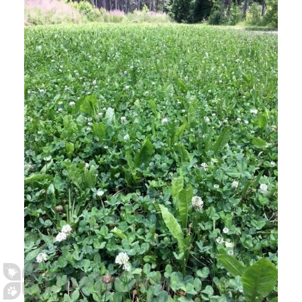 Pennington Deer Rackmaster Pennington Rackmaster Deer Greens Food Plot ...
