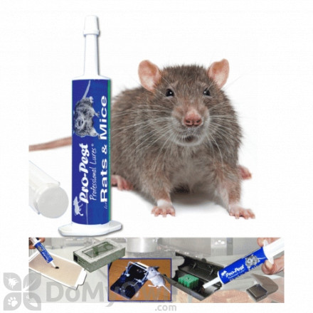 How To Attract Rats & Mice – Mouse & Rat Attractant | DoMyOwn.com
