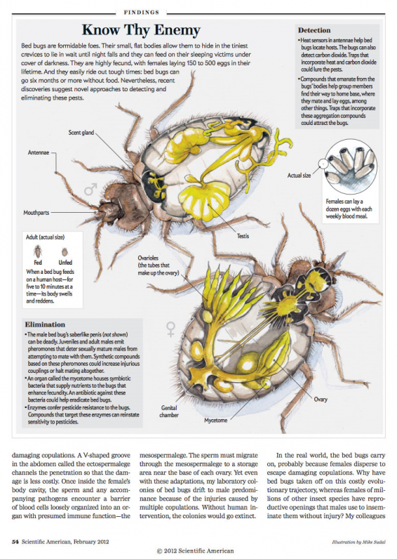 Bed Bug Anatomy