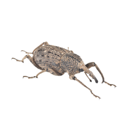 Pest and Insect Library - Pest Identification - DoMyOwn.com